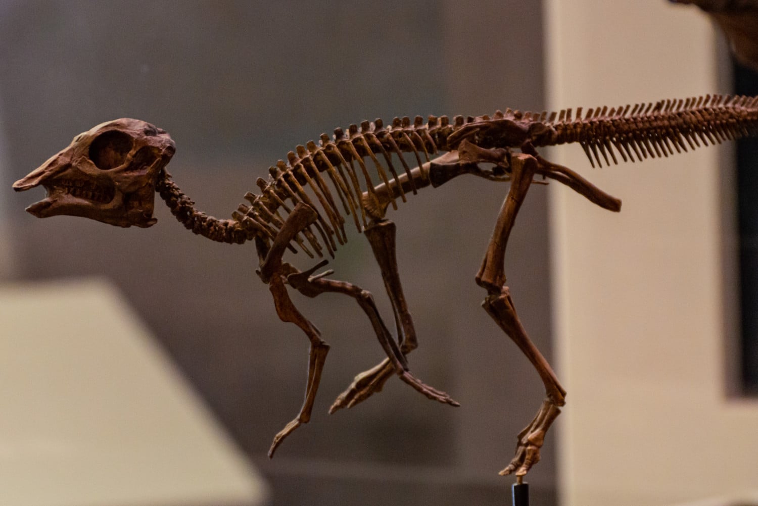 All About Baby Dinosaurs Philip J Currie Dinosaur Museum