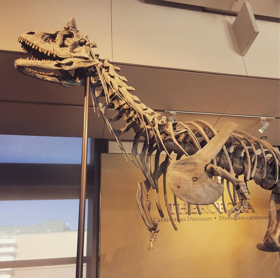 The Weird Dinosaurs Saga: Carnotaurus - Philip J. Currie Dinosaur Museum