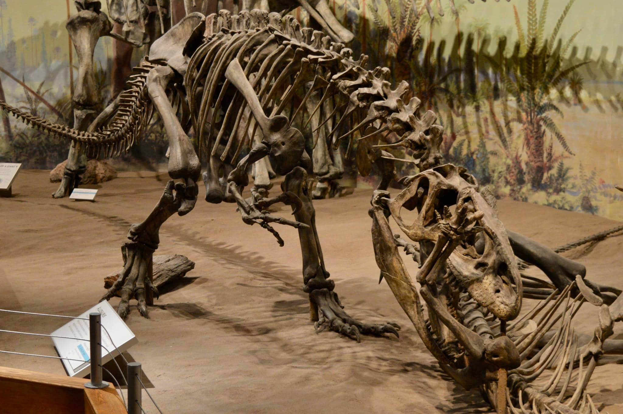 The Real Allosaurus - Philip J. Currie Dinosaur Museum