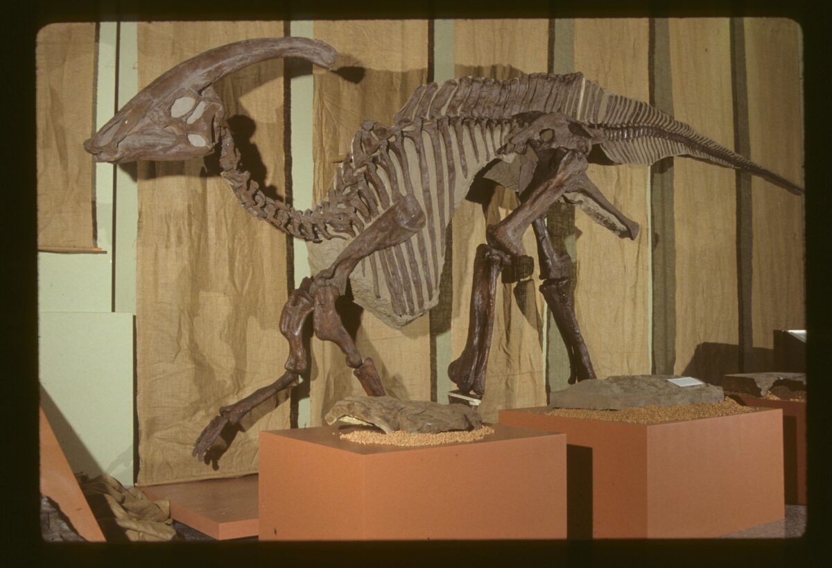 The Real Parasaurolophus - Philip J. Currie Dinosaur Museum