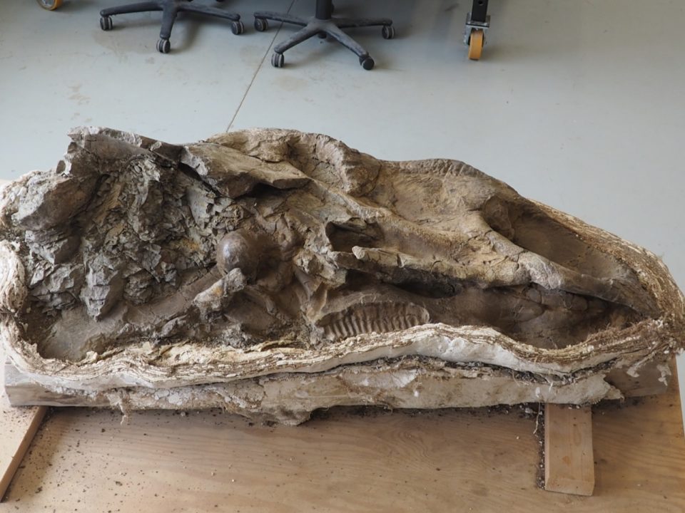 Fossil Prep Lab Philip J Currie Dinosaur Museum