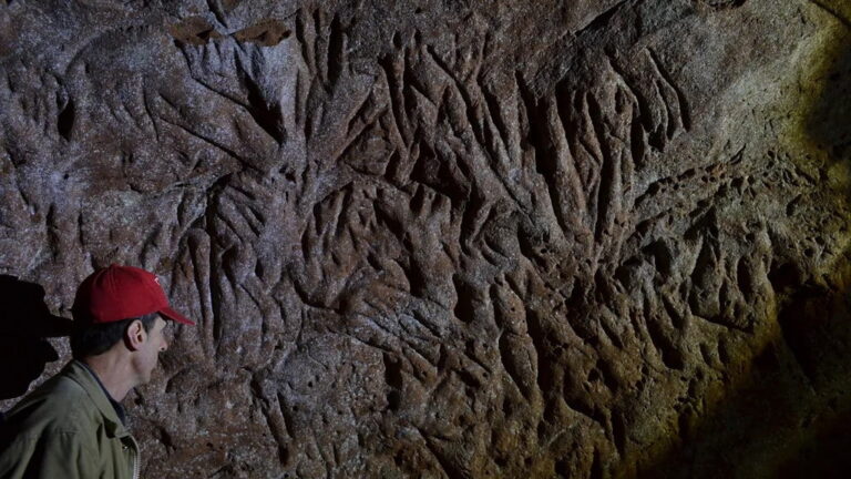 Palaeo How-To: What are Trace Fossils? - Philip J. Currie Dinosaur Museum