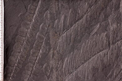 Palaeo How-To: How are Fossils Found? - Philip J. Currie Dinosaur Museum