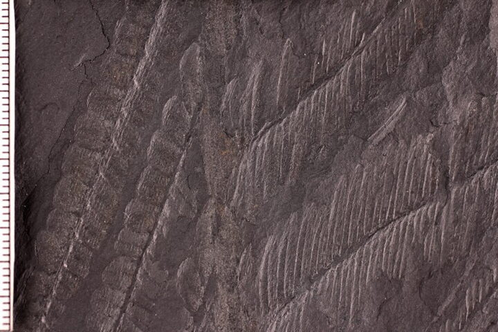 Palaeo How-To: How are Fossils Found? - Philip J. Currie Dinosaur Museum
